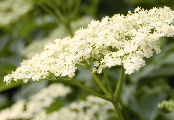 Sambuco: pianta della tradizione - InHerba