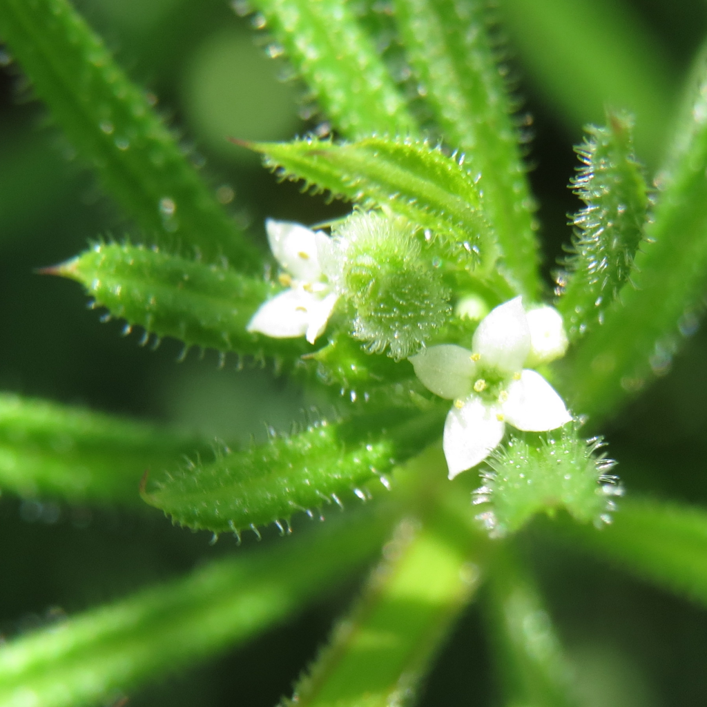 GALIUM APARINE: UTILIZZO, PROPRIETÀ E TRADIZIONE | Inherba | Il mondo ...